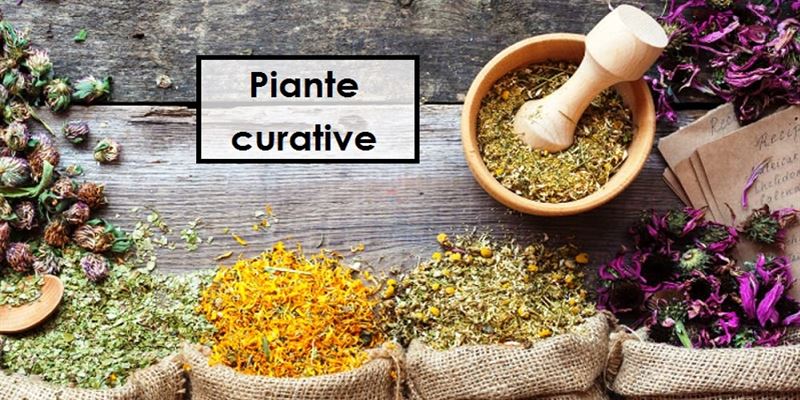 Piante officinali-curative
